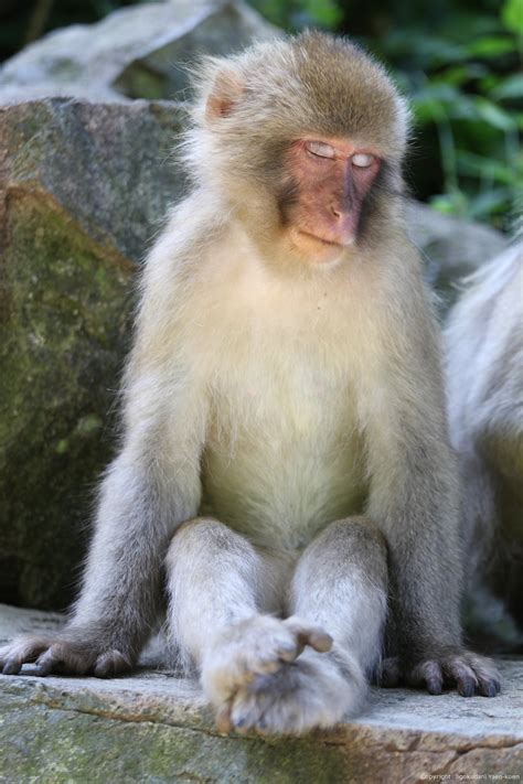 夏地獄谷野猿公苑ようこそニホンザルの世界へ