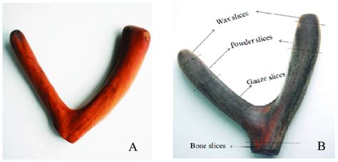 Schematic Diagram Of Fresh Antler Velvet A And Different Sections Of Download Scientific