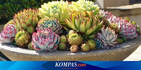 Penyebab Daun Sukulen Menguning Dan Cara Mengatasinya