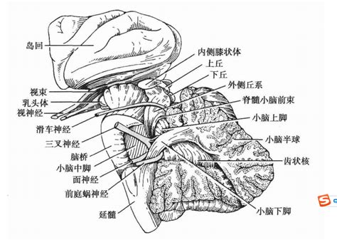 脑的应用解剖 解剖 大脑 脑室 内囊 丘脑 健康界