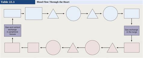 Blood Flow Through Heart Chart Diagram Quizlet