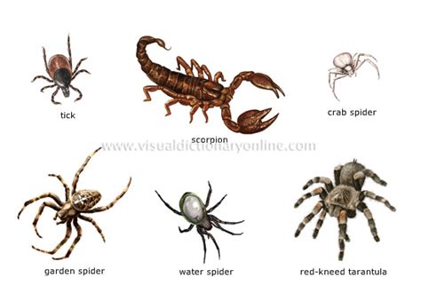 Animal Kingdom Insects And Arachnids Examples Of Arachnids Image Visual Dictionary Online