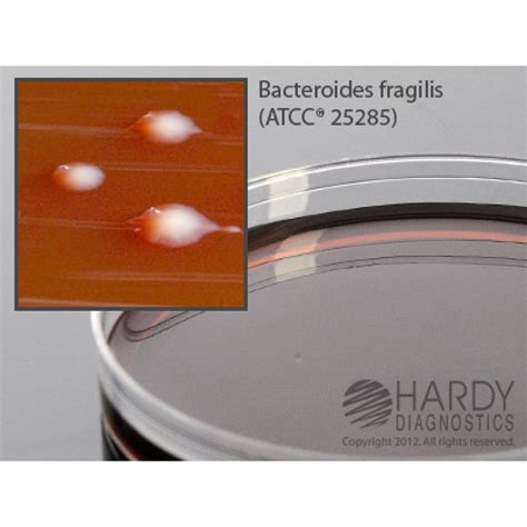 Hardy Diagnostic A60 Dry Culture Media Lkv Agar Plate 90 Day Shelf