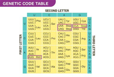 Difference Between Genetic Code And Codon