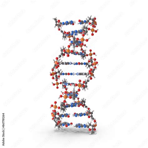Realistic 3d Dna Model Png Images High Quality Dna Modeling