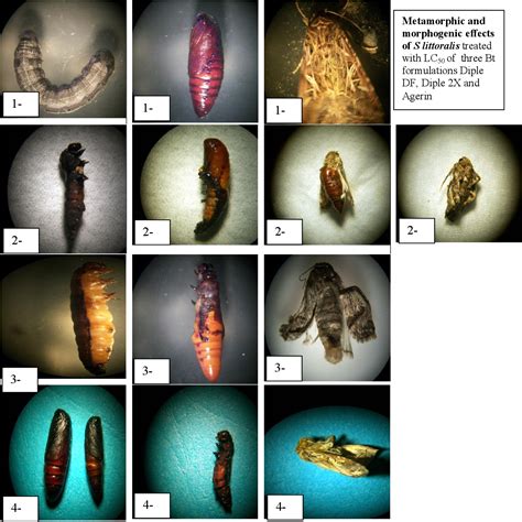 Figure 1 From The Efficacy Of Different Bacillus Thuringiensis Formulations For The Control Of