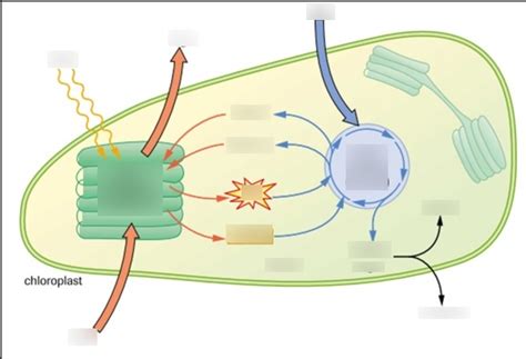 Diagram Of Photosynthesis Quiz Quizlet
