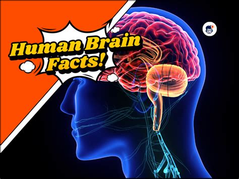 38 Human Brain Facts Exploring The Wonders Of The Most Complex Organ