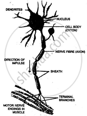 With The Help Of A Suitable Diagram Describe The Structures Of A Neuron Biology Shaalaa