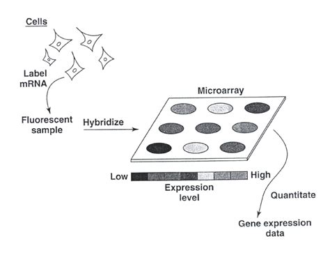 Microarrays Are Used To Examine Samples By Fluorescently Labelling Download Scientific