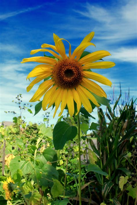 무료 이미지 자연 하늘 목초지 대초원 여름 식물학 노랑 플로라 해바라기 야생화 꽃들 크리에이티브 커먼즈