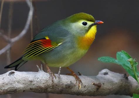 Zipang Club Hirakata Diary Blog Wild Bird