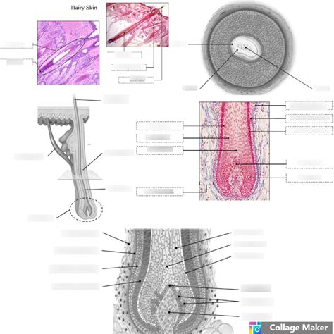 Hair Diagram Quizlet