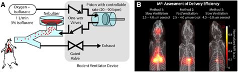 Magnetic Particle Imaging Mpi Is Able To Assess The Delivery