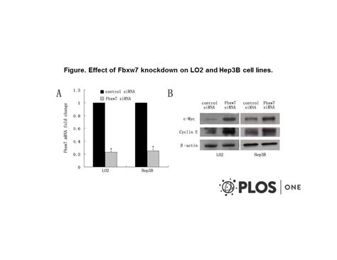 Anti Fbw7 [fbox 3a9 1] Monoclonal Antibodies Ximbio