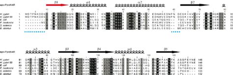 Primary Sequence Alignment Between Nikr Proteins Amino Acid Sequence