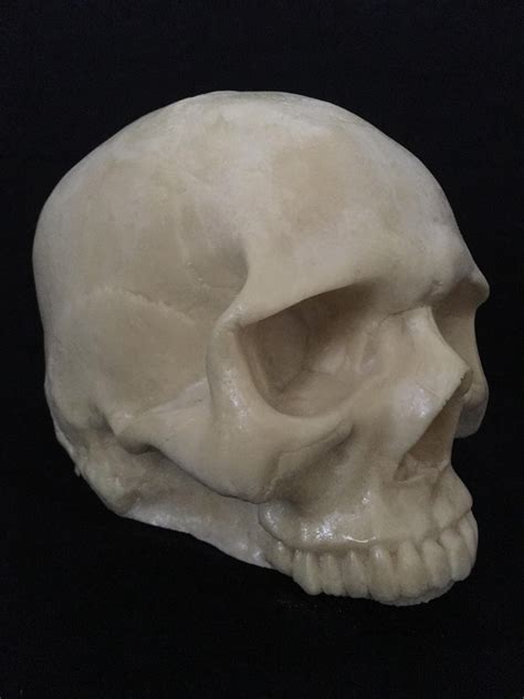 Human Skull Jawless