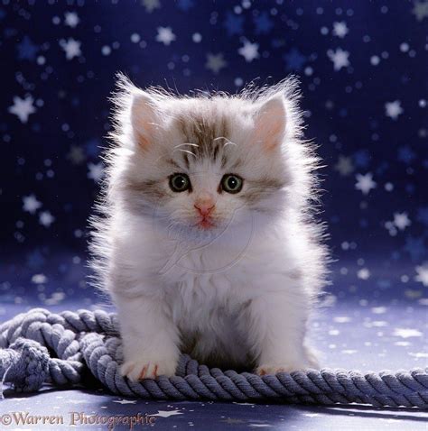 Cute Fluffy Cat Wallpaper