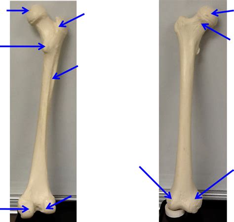 Biol 213 Femur Diagram Quizlet