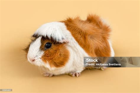 베이지 색 배경에 기니 피그 로제트 색깔이있는 배경에 귀여운 설치류 기니 피그 기니피그에 대한 스톡 사진 및 기타 이미지 기니피그 스튜디오 촬영 천축서과 Istock