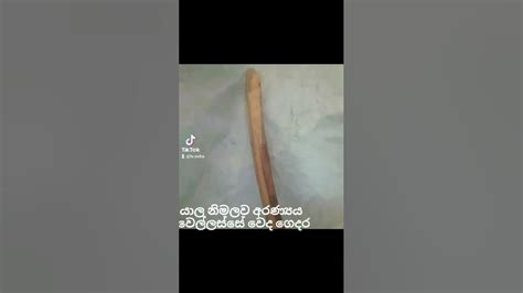 පිළිකුල් භාවනාව කිරීමට සුදුසු ස්ථානය යාල පොත්තාවල නිමලවල ආරණ්‍ය සේනාසනය Youtube