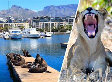 Cape Town Safari • Travel Packages • Tours
