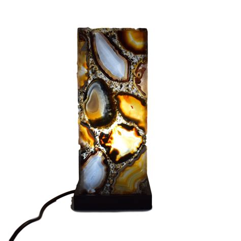 Ammonite Fossil Natures Decorations