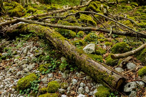 배경 화면 옥외 사진술 자연 푸른 잎 숲 나무 바위 이끼 로그 이파리 분기 식물 2048x1365 Ixoye1337 2248652 배경
