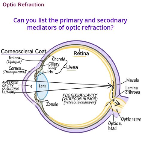Optic Refraction The Retina Anatomy And Physiology Physiology
