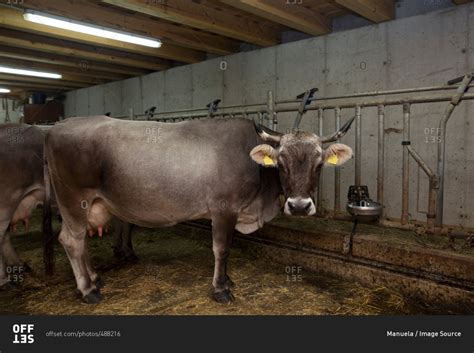 Швицкая порода быков 63 фото