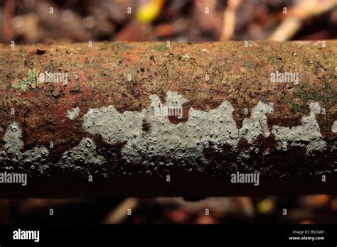 Mold On A Fallen Tree Branch Stock Photo Alamy