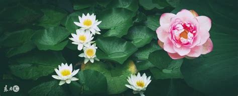 易白詩歌禪荷賞析點評 每日頭條