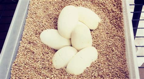 Estados Unidos Serpiente Pitón De Más De 50 Años Puso Huevos Sin Tener