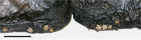 Basal Shells Of Xenobalanus Globicipitis Shells Attached On The Dorsal
