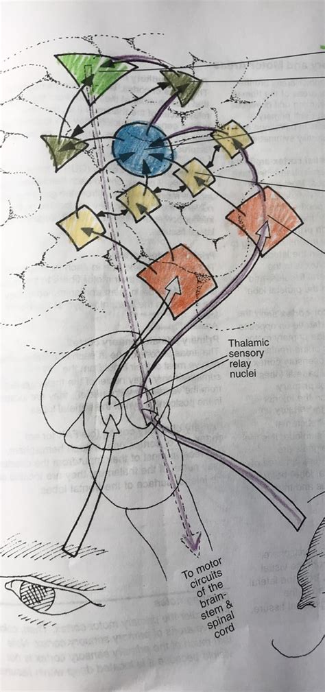 75 Divisions Of The Cerebral Cortex Diagram Quizlet 75 Divisions Of The Cerebral Cortex Diagram Quizlet