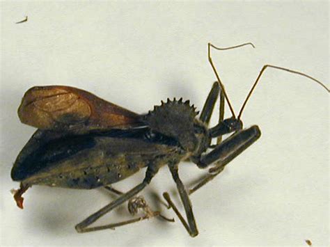 Assassin Bug ~ Animals World