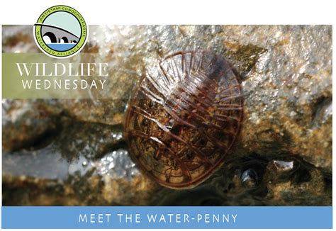 Water Penny