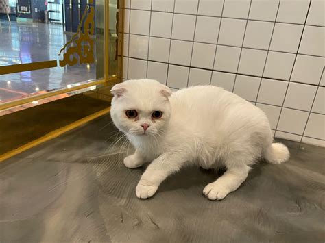 스코티쉬폴드 네고 말티즈크기 말티푸크기 푸들크기 먼치킨크기 랙돌크기 브리티쉬숏헤어크기 스코티쉬폴드크기 러시안블루크기 강아지크기 고양이크기 유기견임시보호 유기묘임시보호 강아지