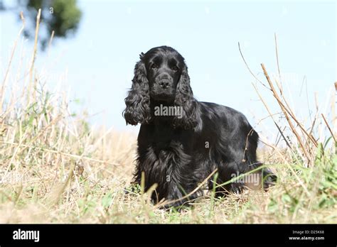 Dog English Cocker Spaniel Adult Black Standing In A Field Stock