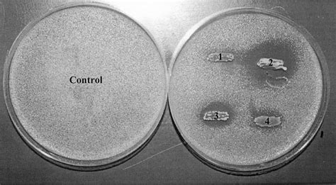 Antibacterial Activity Enterococcus Faecalis Jcm 8726 Transformants