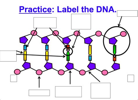 dna and rna structure and function crossword at jordan bullard blog