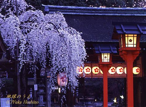 京都の桜 平野神社の夜桜 in 京遊び 地球のうえ