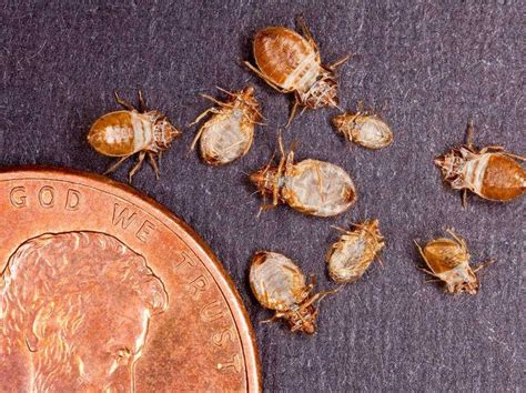 Different Types Bed Bugs