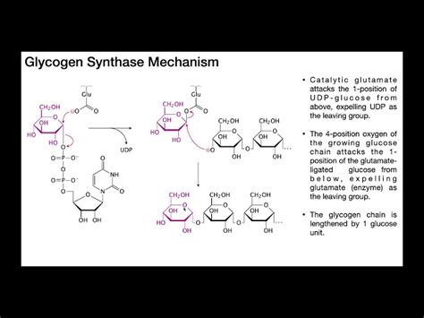 Glycogen Synthesis Glycogen Synthase Kinase 3 A Putative Molecular