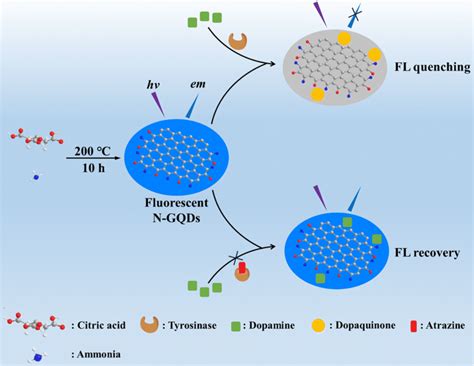 Principle Of The Tyrosinase Based Fluorometric Atrazine Assay