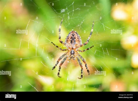 Garden Spider In Its Cob Web Stock Photo Alamy