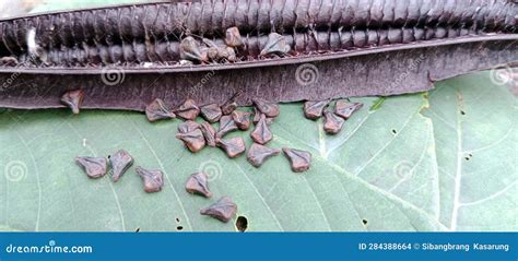 Ringworm Cassia Plant Senna Alata Dry Seeds Royalty Free Stock Image