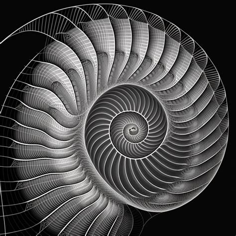 Fibonacci Spiral Pattern