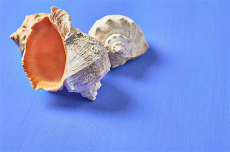 파란색 긁힌 콘크리트에 세 개의 아름다운 빈 조개 세트 텍스트를 위한 공간 3가지 개체에 대한 스톡 사진 및 기타 이미지 3가지 개체 관광 관광 리조트 Istock