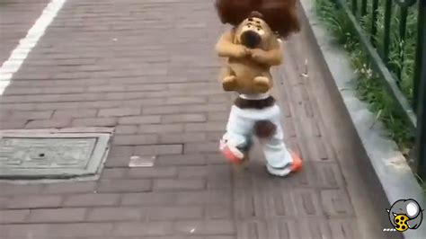 سگ پودل توی راه رفتنشو فیلو